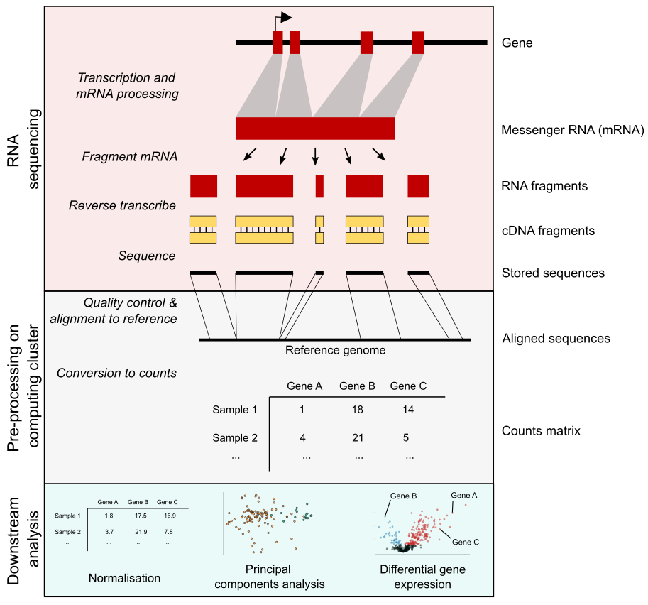 Simple Pipeline - Background - ReCoDE RNA-seq Analysis